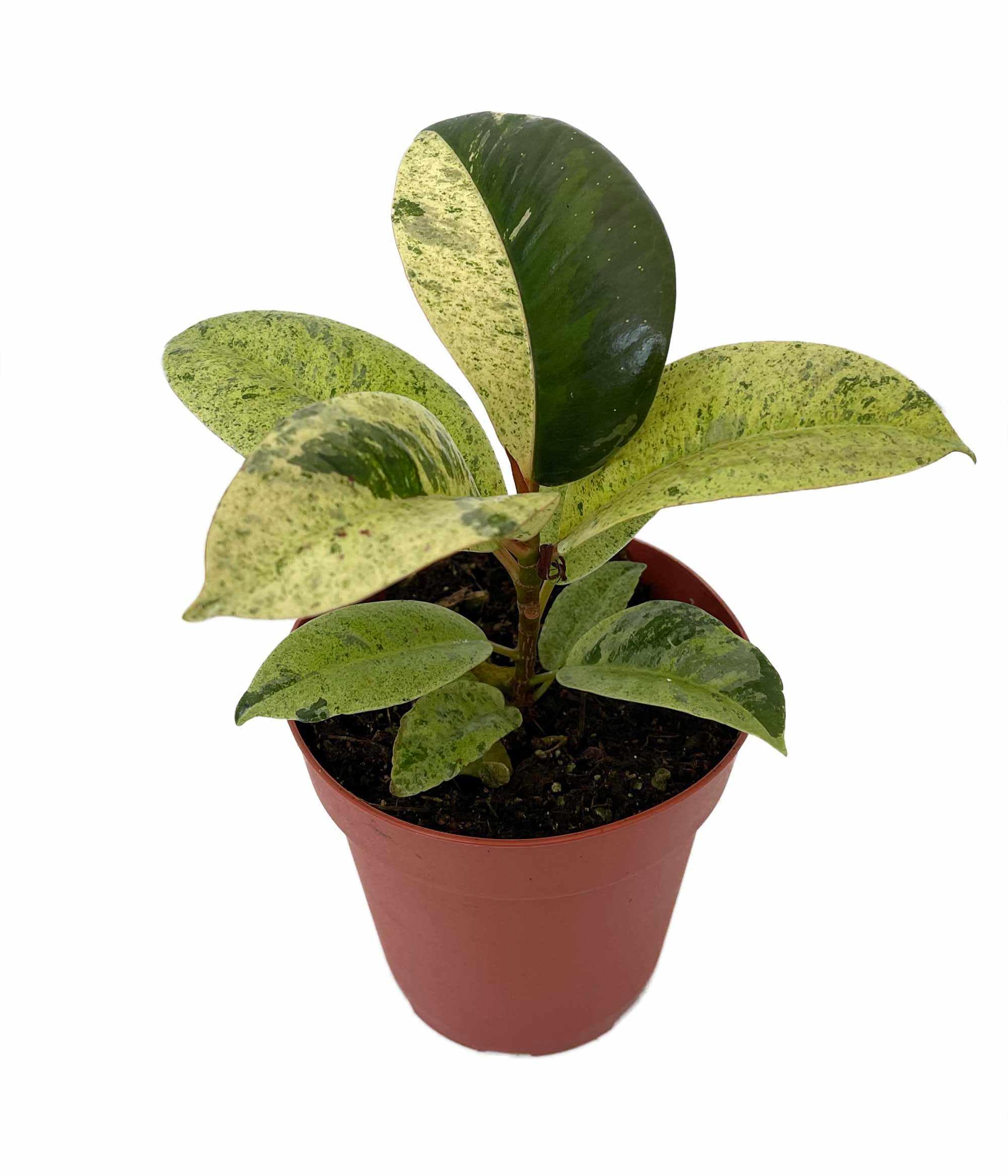 Hirt's Gardens Rare Elastica 'shivereana' Ficus - Moonshine Rubber Tree ...