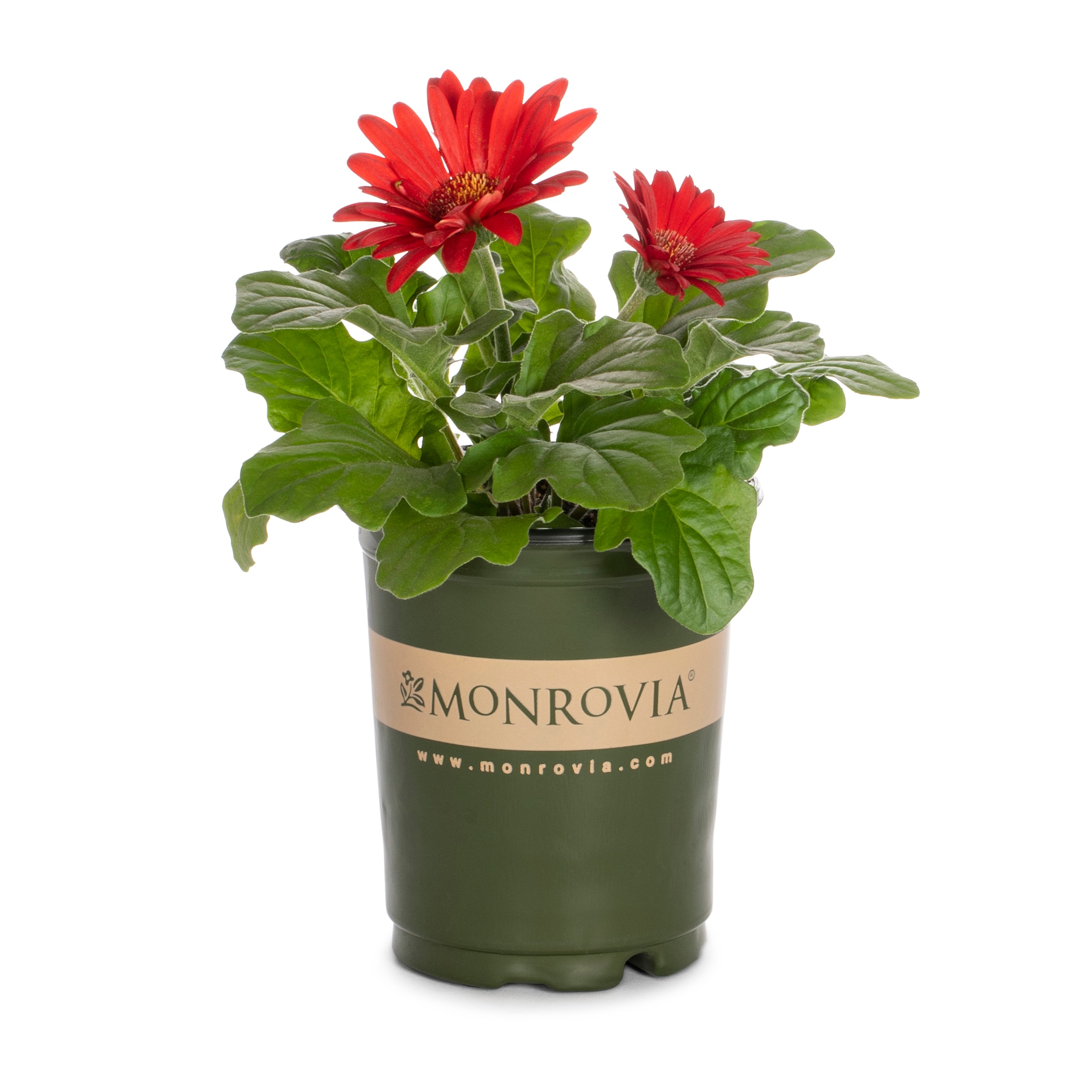 Lowe's 1.5 Pint Red Gerbera Daisy 1 -Pack - Low Maintenance in the ...