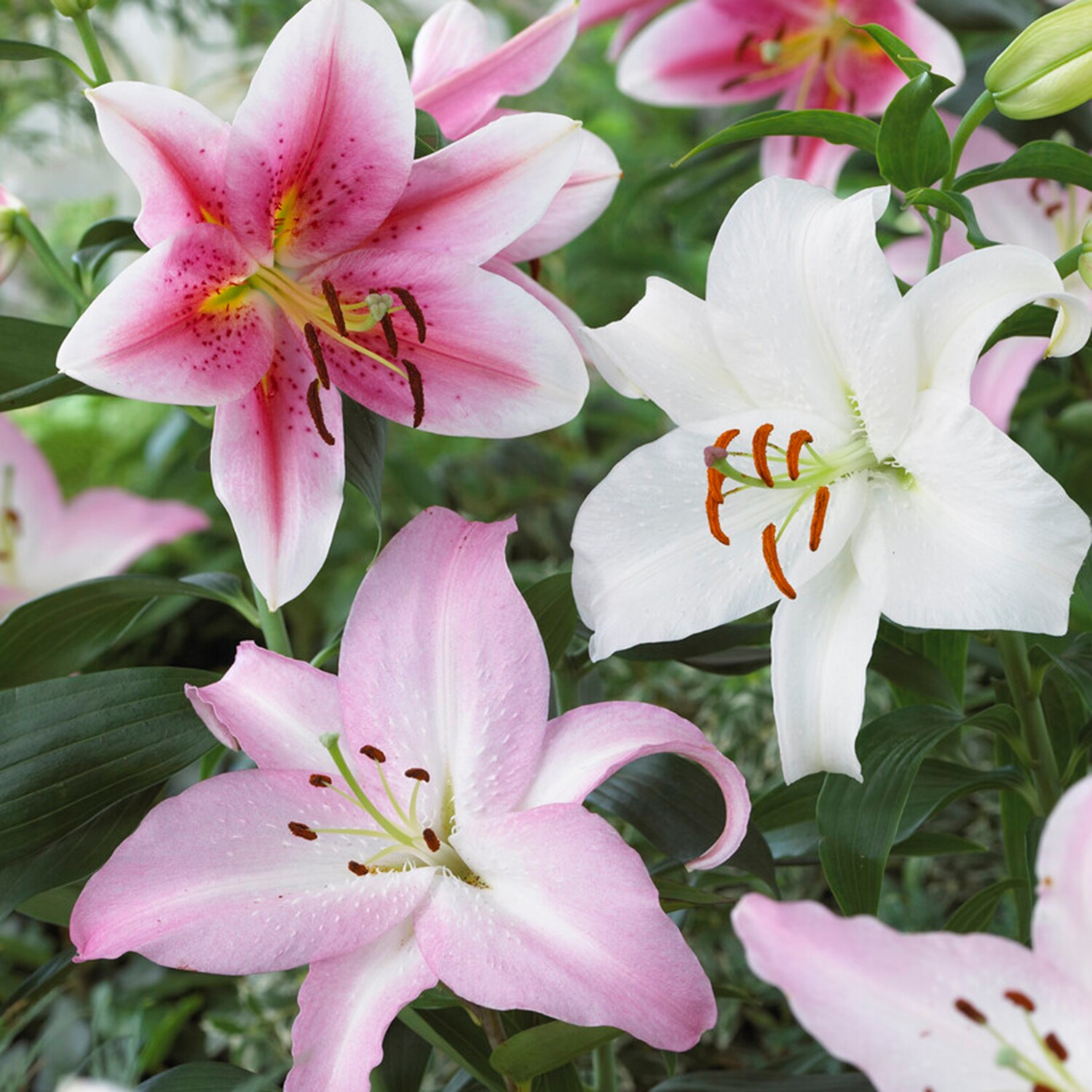 Garden State Bulb Multicolor Lily Oriental Bulbs 1 -Pack in the Plant ...
