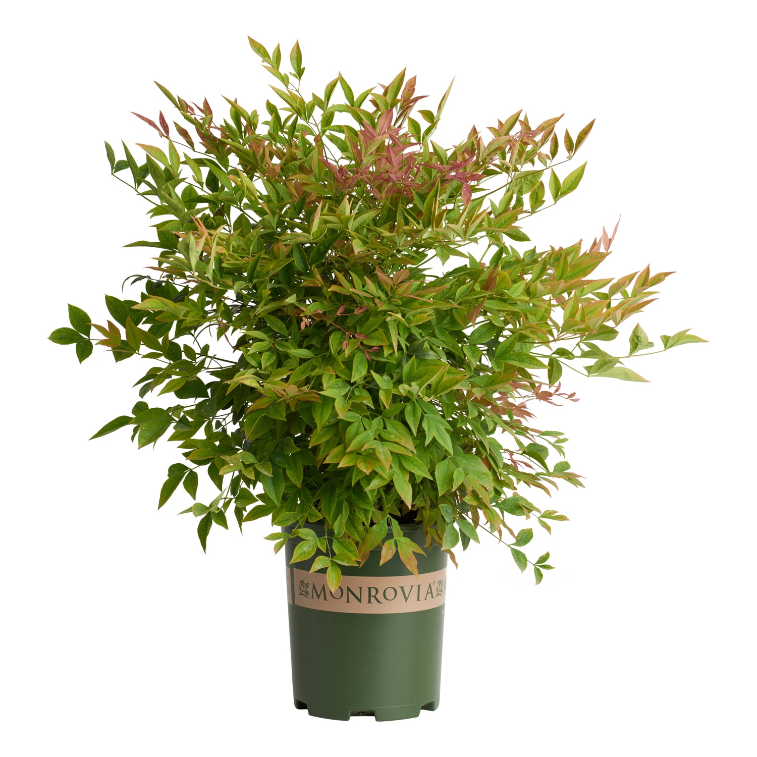 Monrovia 2.6 -Quart Heavenly Bamboo Gulf Stream Foundation/Hedge Shrub ...