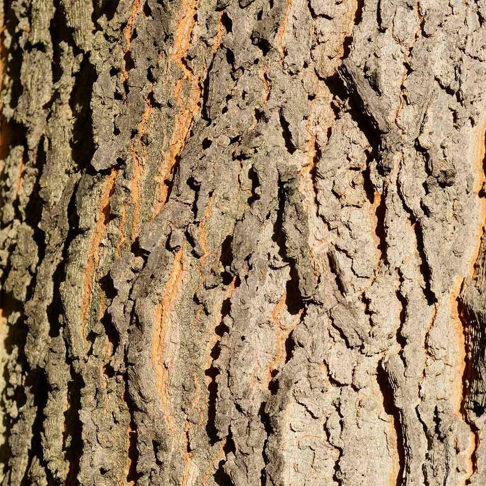 Brighter Blooms Hackberry Tree (6-7 ft.) at Lowes.com