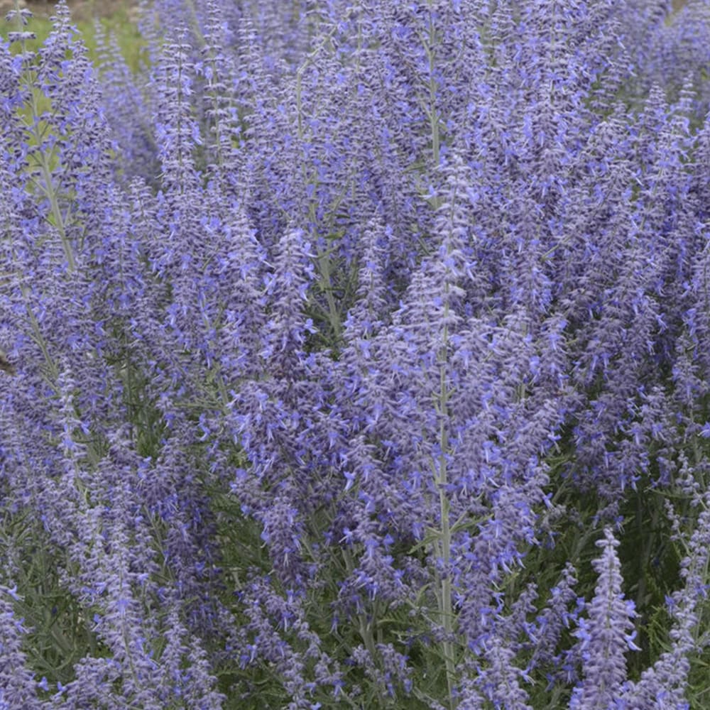 Lowe's Purple Russian Sage Plant in 2 -Quart Pot 1 -Pack in the ...