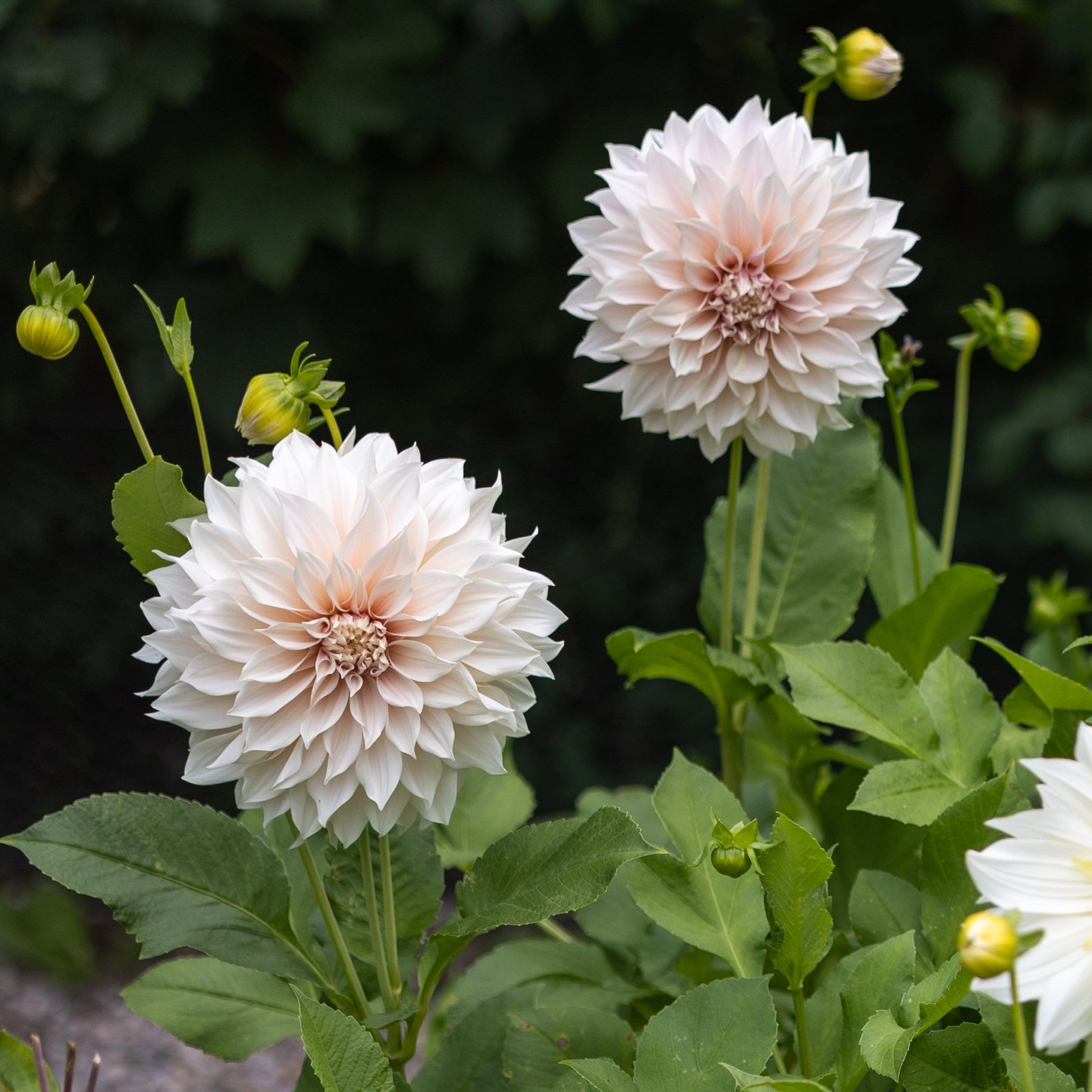 National Plant Network Pink Dahlia Cafe Au Lait Bulbs Bulbs 3 -Pack in ...