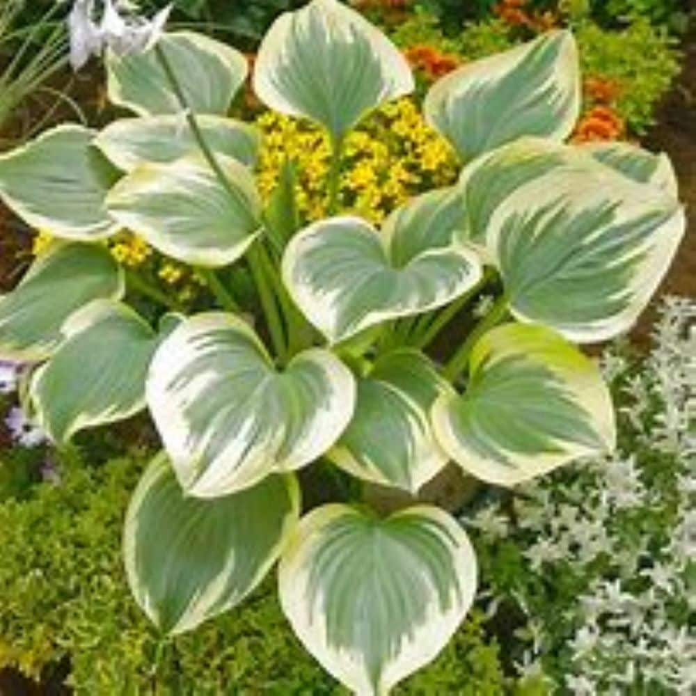 Monrovia White Hosta Plant in 2.5 -Quart Pot 1 -Pack in the Perennials ...