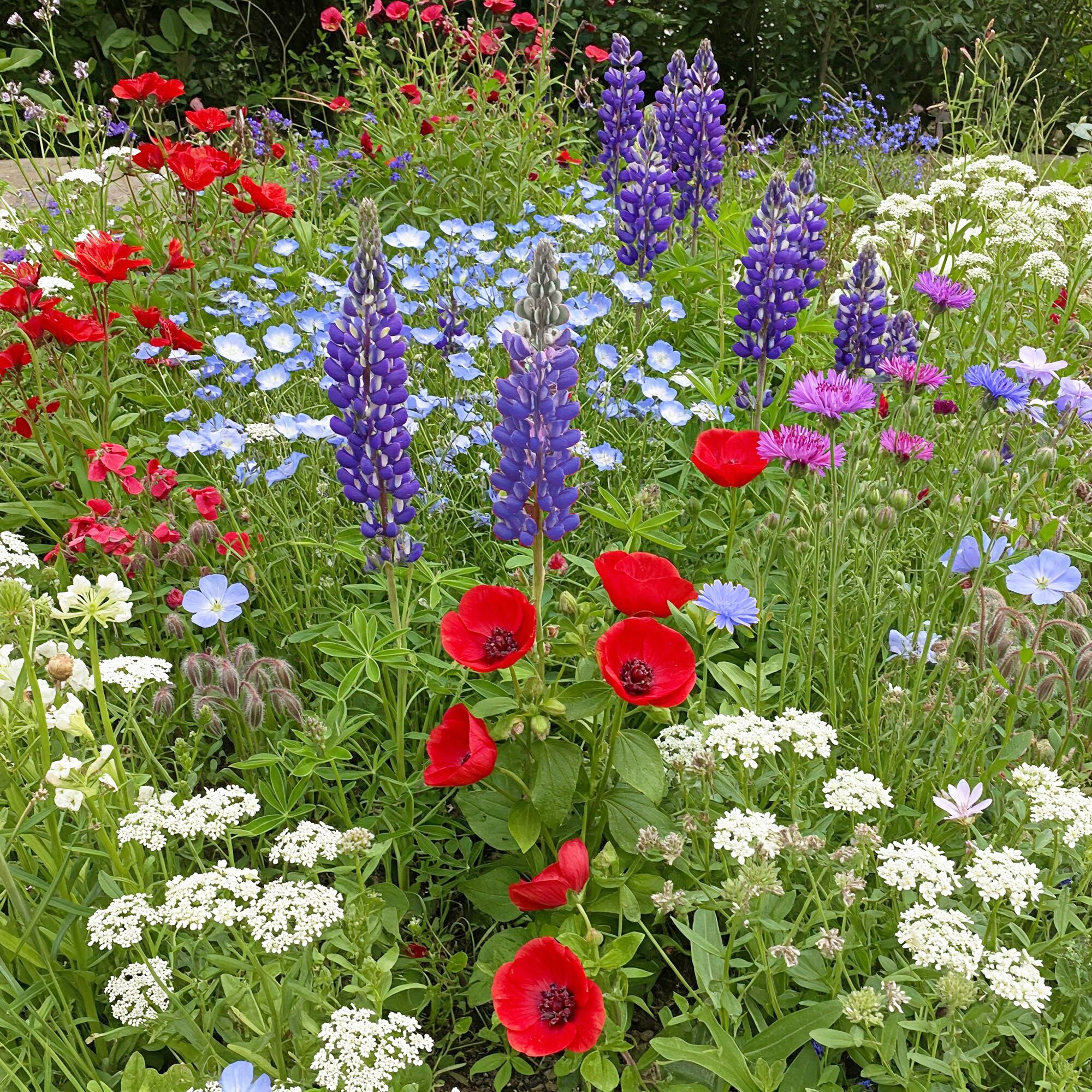 Ferry-Morse Ferry Morse Red White and Blue Mix Bulk Flower Seeds 1lb in ...