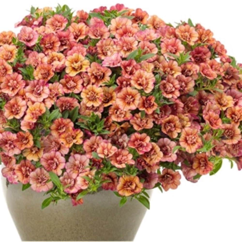 Proven Winner 3.00-GAL PTRKS PNCH TRITN PLTR PW in the Annuals ...