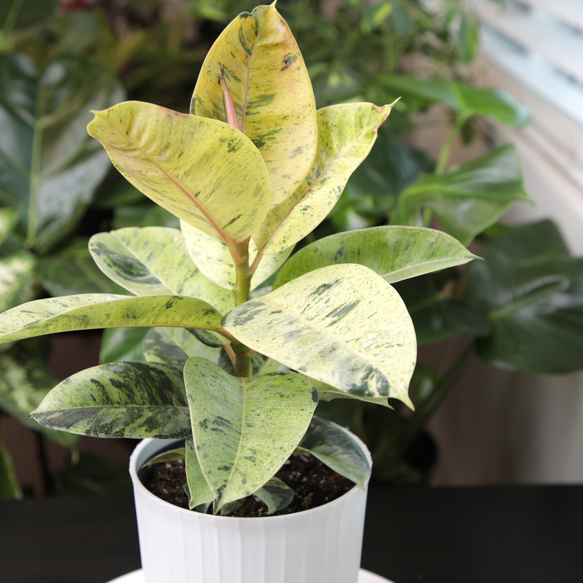 Altman Plants Plant Habit Moonshine House plant in 6 Inch(es) Self ...