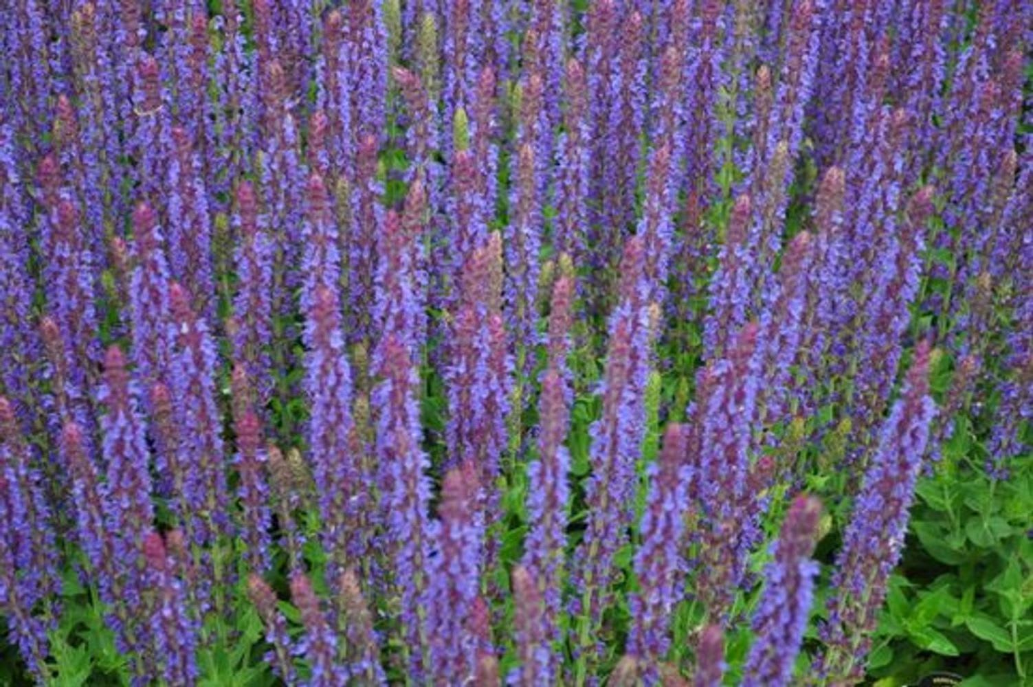 Hirt's Gardens East Friesland Salvia - Meadow Sage - Deep Blue - DWARF ...