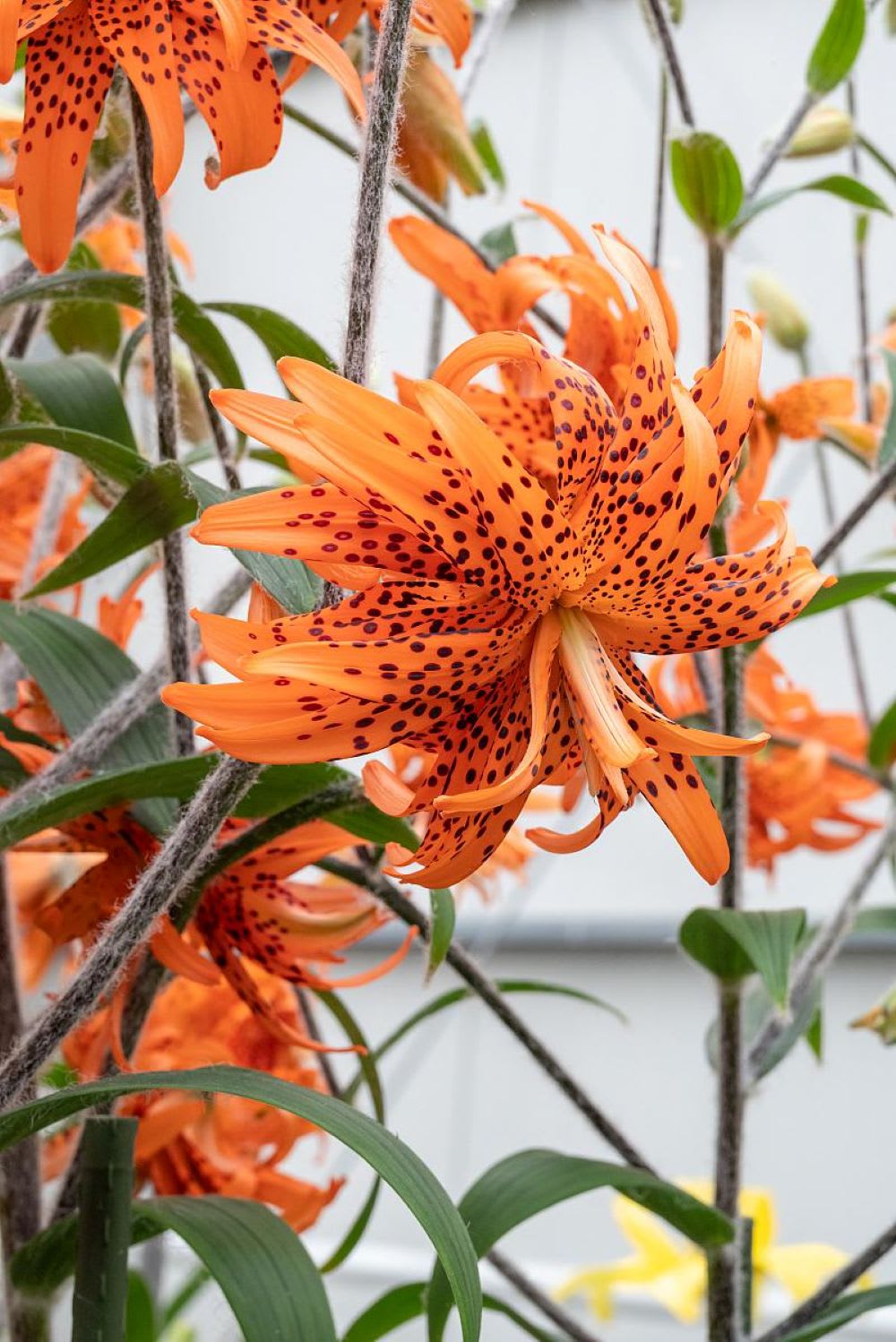 Hirt's Gardens Rare Double Flore Pleno Tiger Lily 2 Bulbs 14/16 cm ...