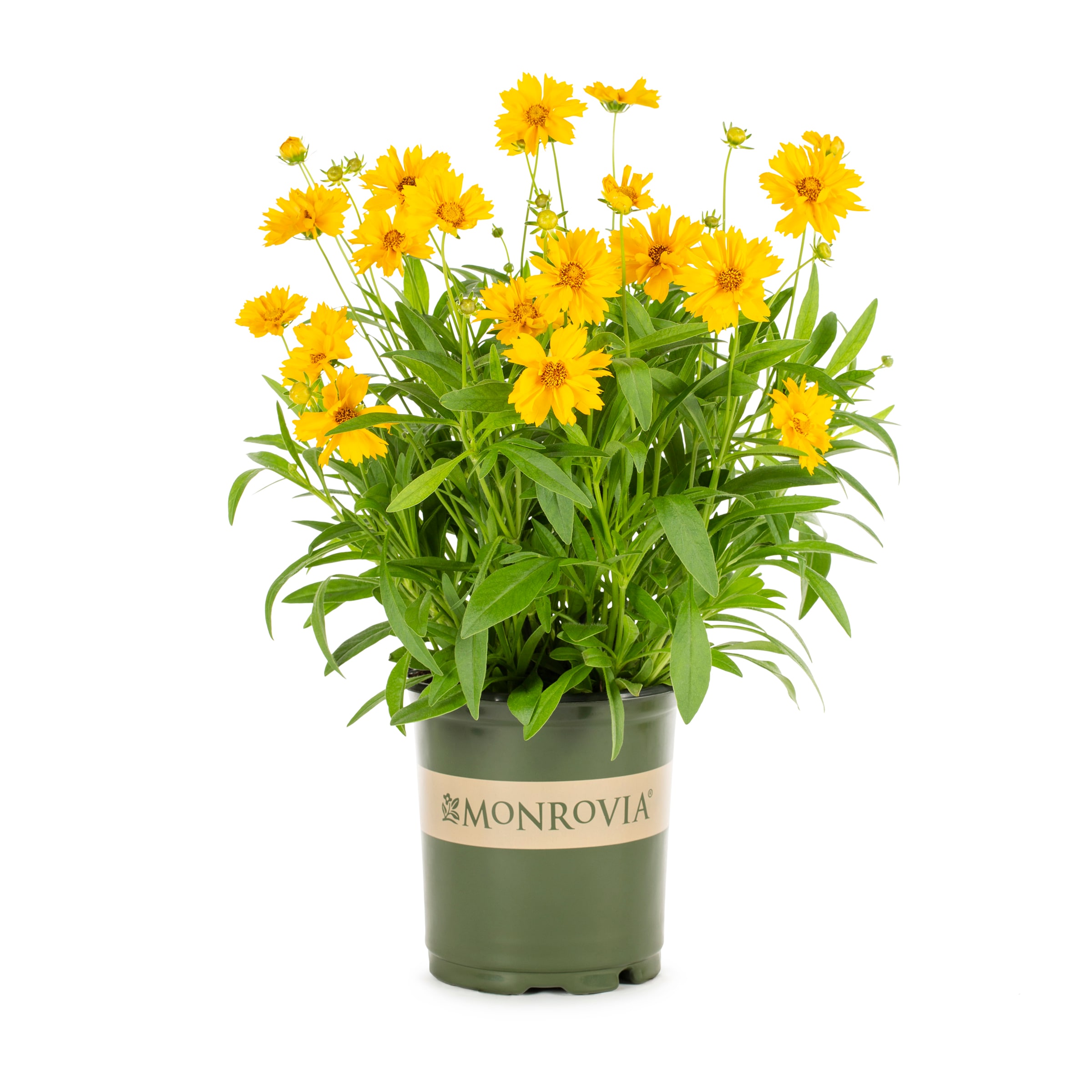Monrovia Yellow Solanna Sun Coreopsis Plant in 2.5 -Quart Pot 1 -Pack ...