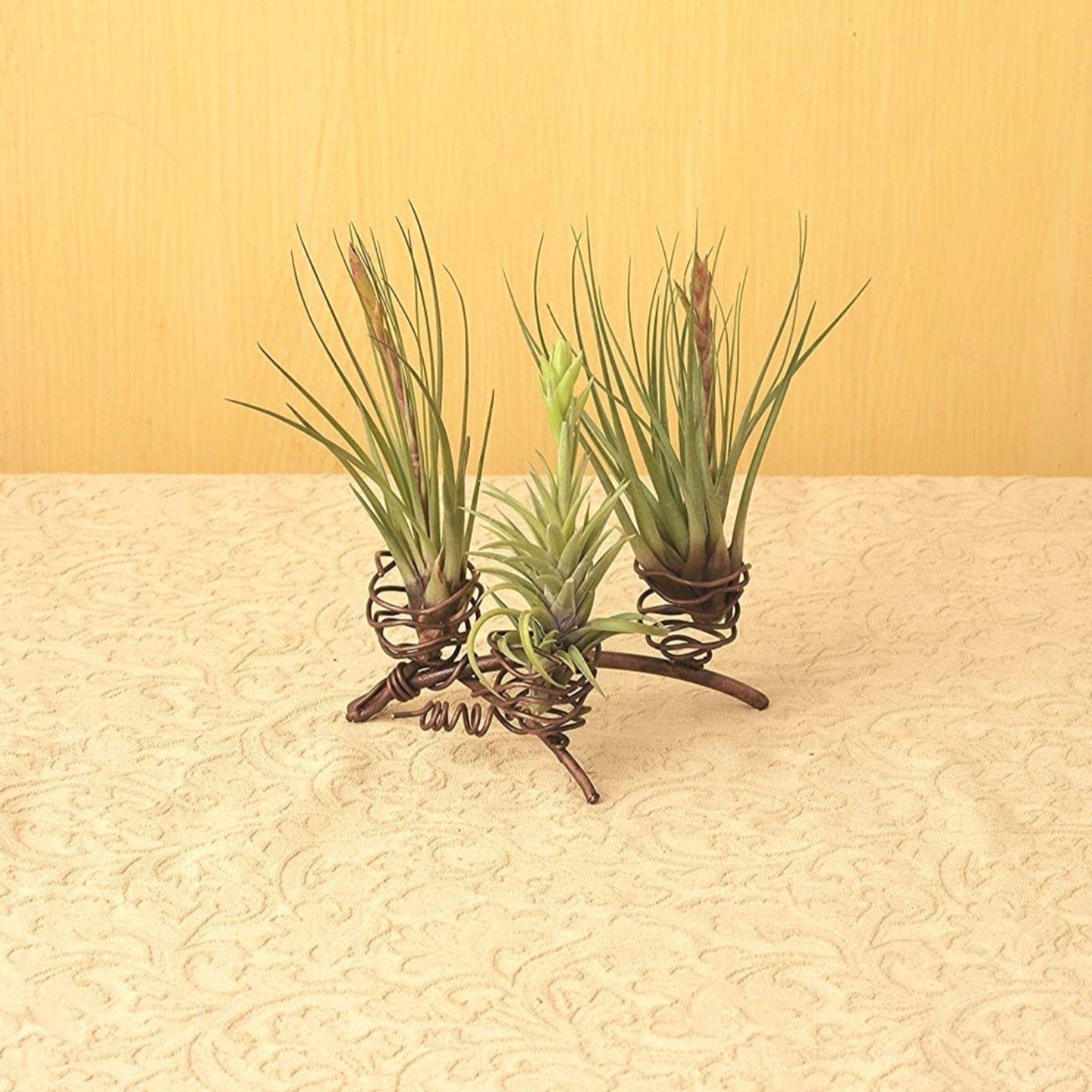 Ancient Graffiti Tabletop Metal Triple Air Plant Planter- Copper Brown ...