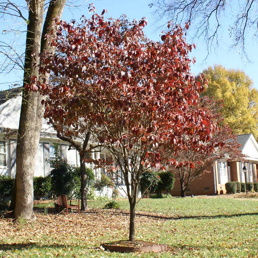 Brighter Blooms Red Dogwood (2-3 ft.) at Lowes.com